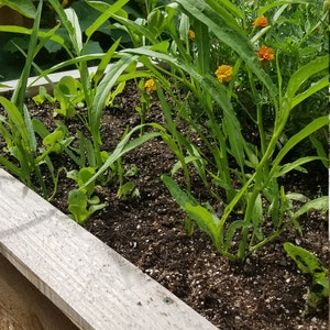 10/25/50 Seeds Moringa Oleifera Malunggay Sajina Shojne La Mu Shenano ...