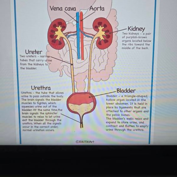 Human Urinary System Learning Bundle Human Body Unit Study Preschool ...
