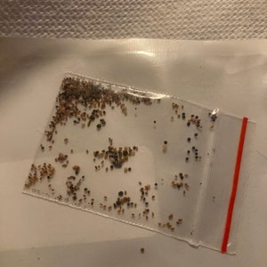 30 Mixed Blue Hydrangea Seeds Giant Snowball Fast Growing - Etsy