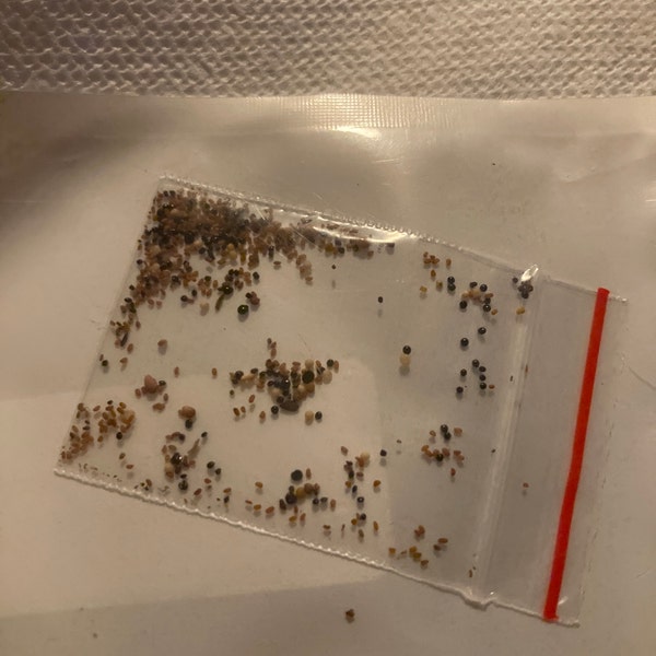 Pink Mixed Succulent Seeds, 100seeds/pack - Etsy