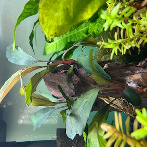 BUY 2 GET 1 FREE Bucephalandra Buce Godzilla Kedagang Red Easy Live ...