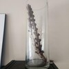 Preserved Lycopodium Bunchdried Princess Pine Grassdried Flowers ...