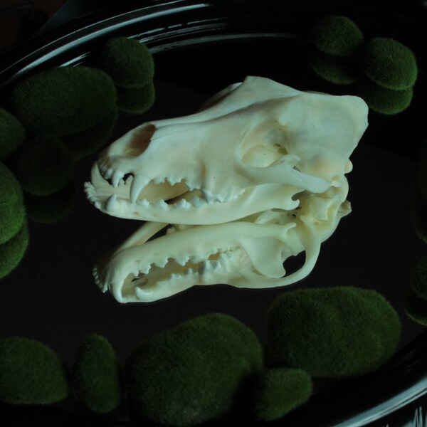 Real Fox Paw Bone. Real Animal Bone. Altar Ceremony. - Etsy