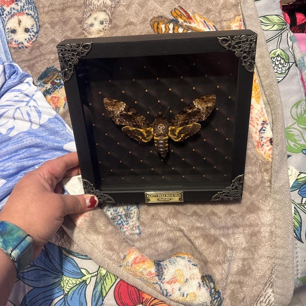 Real Framed Death Head Moth Acherontia Frame Dried Butterfly Skull Dead ...
