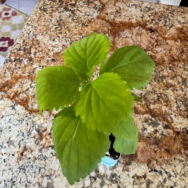 Coleus Black Blue 20 Seeds / Coleus Scutellarioides.(#3299) - Etsy