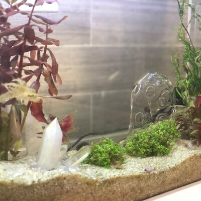 Swiss Dome Fish Tank Functional Art - Etsy