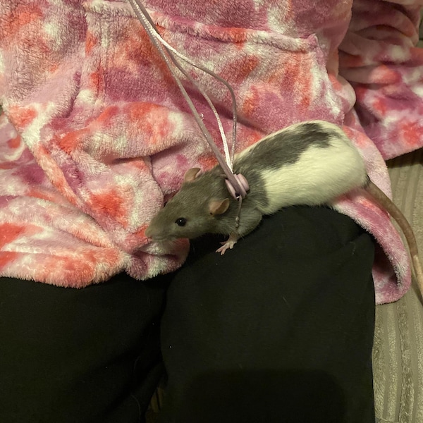 Rat Harness and Lead Set - Etsy