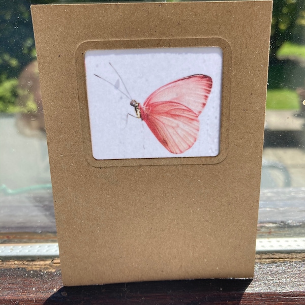 Butterfly Specimen Sample- 5 Page Ephemera Kit- Matches the "vintage ...