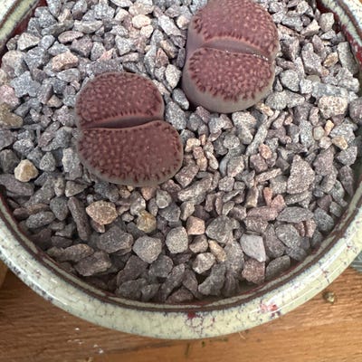 Lithops C350a BIG TEETH/L. Otzeniana 'green Form' Ex 0.70.9/3.5 Years ...