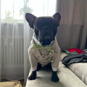 Dog Pants Boy Dog Pants Male Dog Pants Small Dog Pants - Etsy