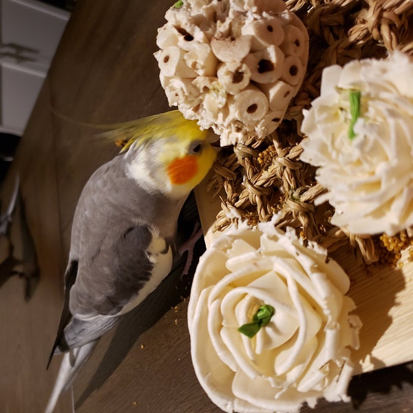 Sola Ball Fun Hand Made Toys for Small to Medium Pet Birds Using Safe ...