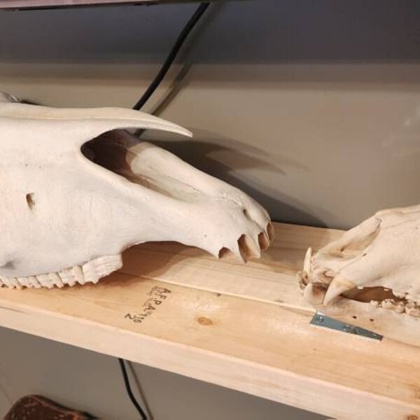 Real Horse Skeleton Named Terry. Complete. 25 Years Old, Huge Male ...