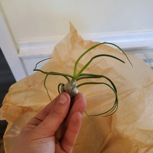 Tillandsia Bulbosa Alien Air Plant - Etsy