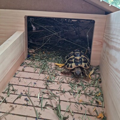 Tortoise House/lodge - Etsy UK