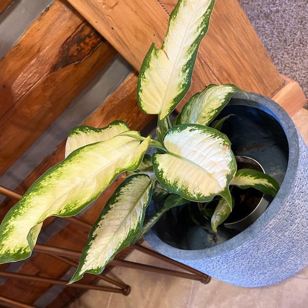 The 10 Inch Pot- Giant XL 3.5-4 Ft. Tall Dieffenbachia Dumb Cane Indoor ...