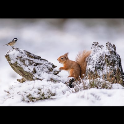 Red Squirrels Calendar 2025 - Etsy UK