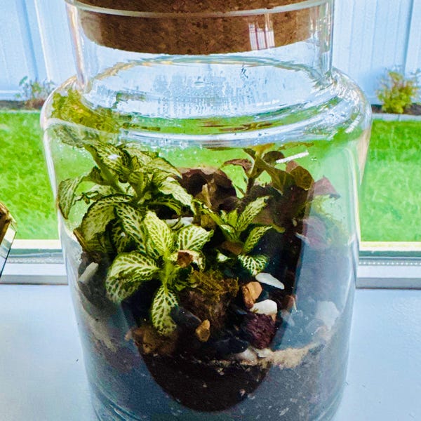 Terrarium DIY KIT - Self-sustaining Ecosystem - Etsy