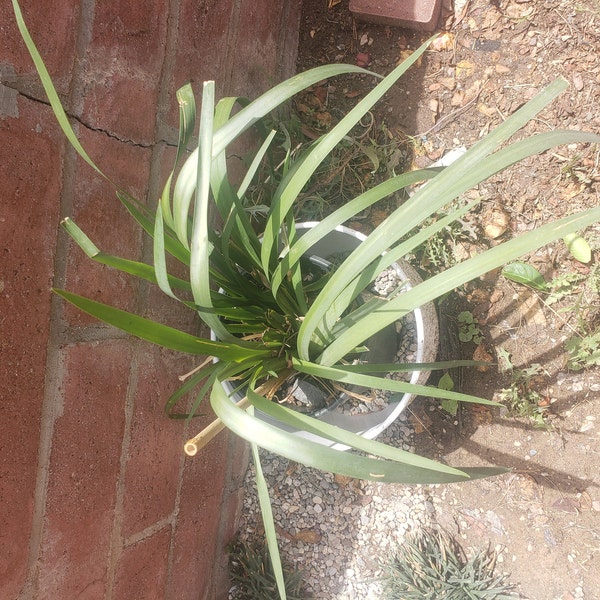 Butterfly Iris, Iris Plants, Perennial Iris, Dietes Grandiflora, White ...