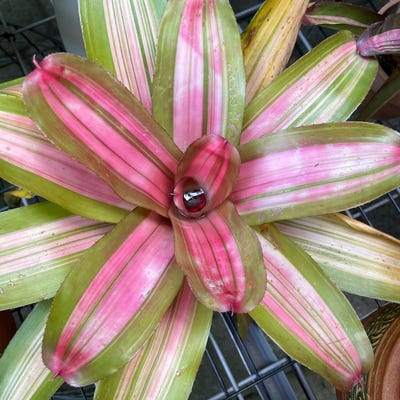 Bromeliad Neoregelia 'supernova' - Etsy