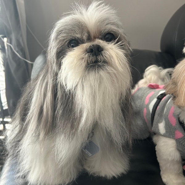 Frosted Dog Tag, Personalized Dog Tag, Dog Id Tag, Cat Name Tag, Pet ...