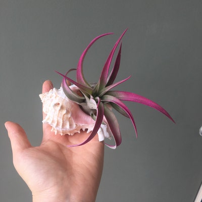Air Plant Tillandsia Hanging Planter in Pink Murex Shell, Seashell, Sea ...
