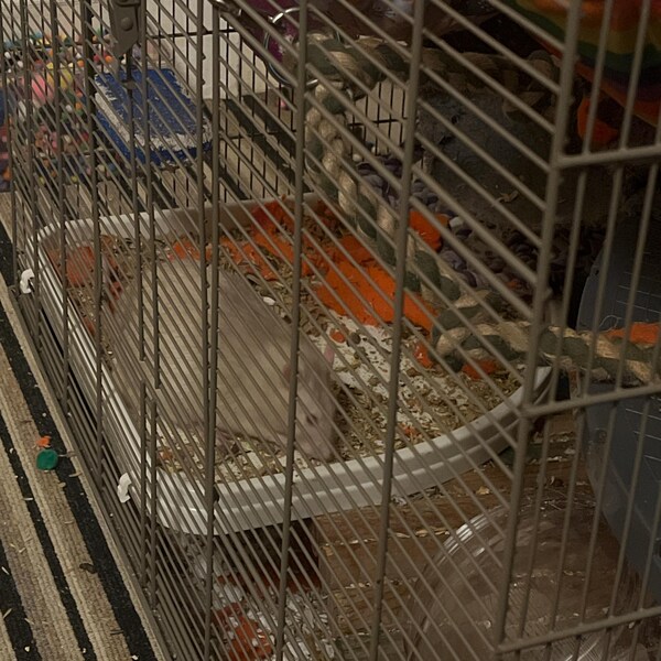 2 in 1 Perch - Natural Wood Perch and Swinging Pine Dowel Perch With ...