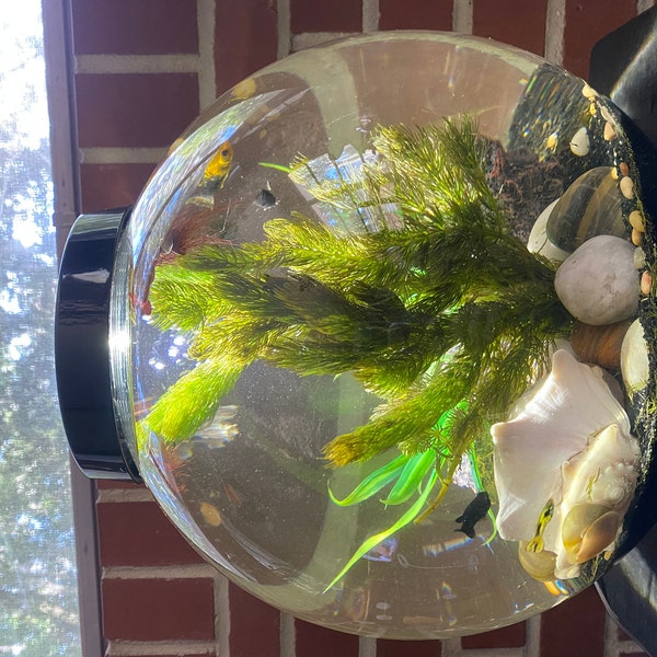 BUY 2 GET 1 FREE Hornwort-coontail (ceratophyllum Demersum)-easy Live ...