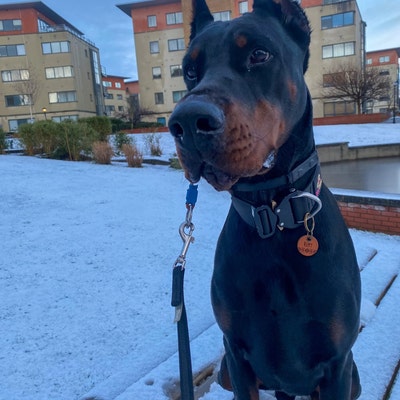 Godiva Flowers Dog Leather Collar. Leather Dog Collar. - Etsy