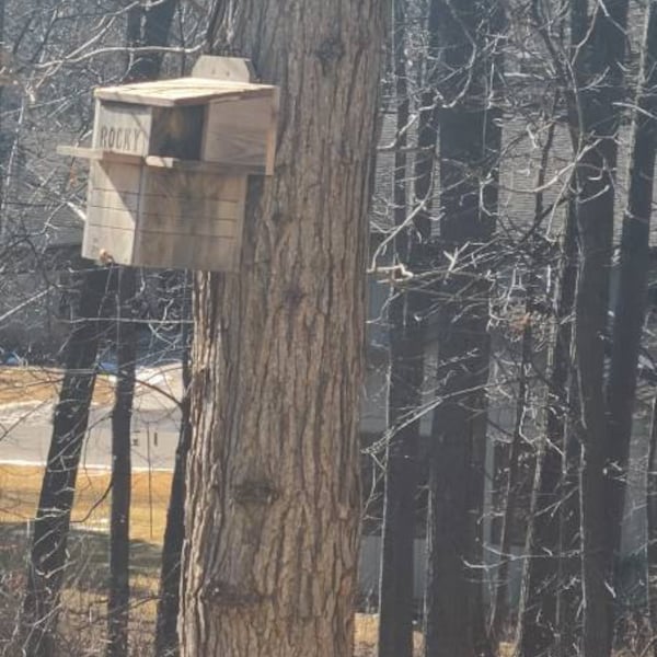 Durable Gray Squirrel Nesting Box – Wildlife Rehab Approved-predator ...