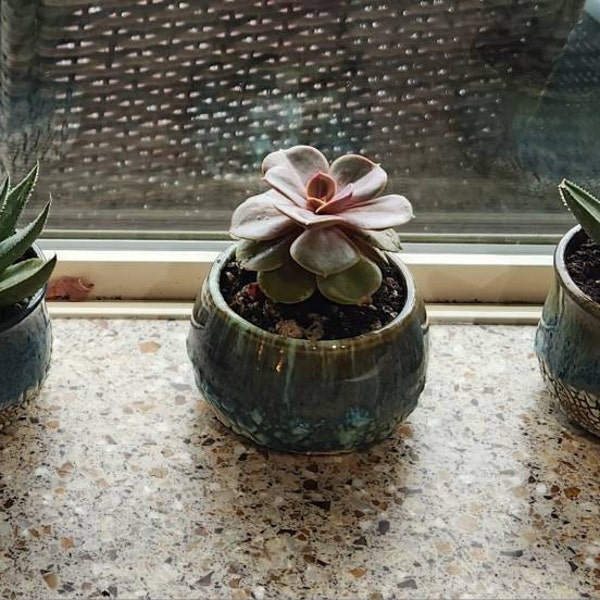 Ocean Coral Succulent Planters - Small Pottery Planter - Mini Succulent ...