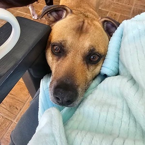 Uncut Butterick Sewing Pattern B6451 6451 Misses' Gathered, Blouson ...