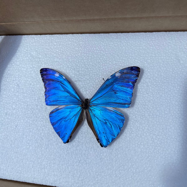 Morpho Adonis Blue Butterfly Peru - Etsy