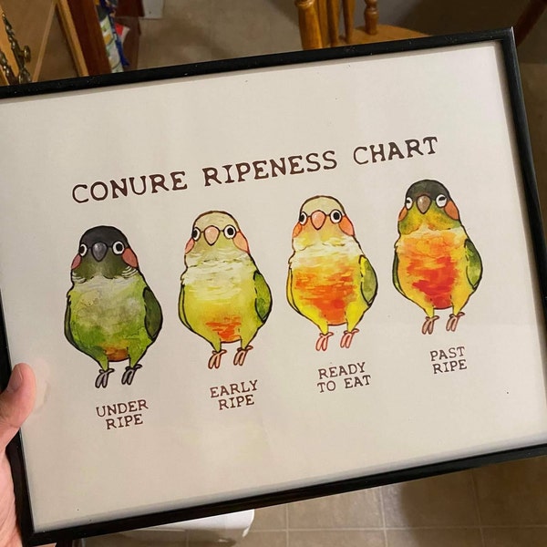 Conure Ripeness Chart Poster - Etsy