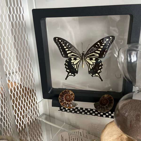 Real Butterfly 3D Floating Frame With Support Base ,original Butterfly ...