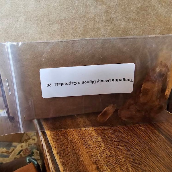 Tangerine Beauty Crossvine, Bignonia Capreolata, Crossvine, Trumpet ...