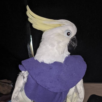 Parrot Extra Coverage Clothing, Specifically for Birds That Pluck and ...