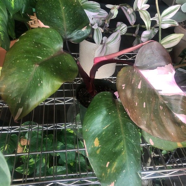 Large Philodendron Pink Princess Philodendron Black Cherry Pink ...