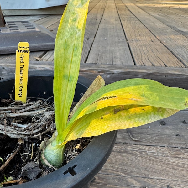 Twenty 16 Rhizomes Total. Ten 8 Hawaiian Red and Ten 8 Black Turmeric ...