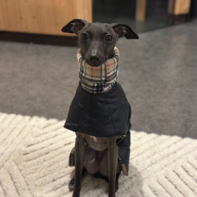 Italian Greyhound Quilted Waterproof Winter Coats,cirneco Dell'etna ...
