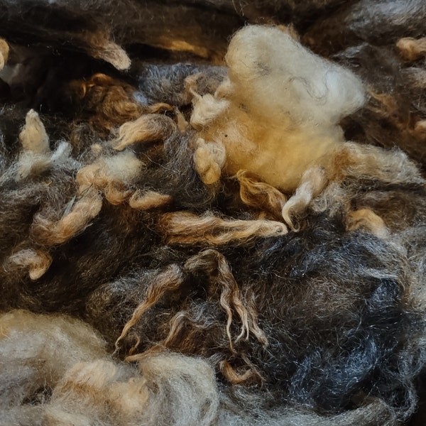 Romney Raw Wool Texel Cross White - Etsy