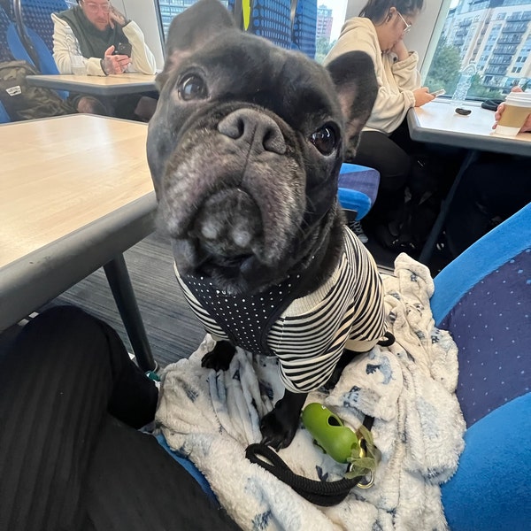 Frenchie Clothes, Frenchie Bulldog Clothes and Sweater - Etsy