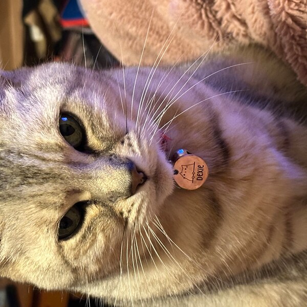 Tiny 20mm Cat Kitten ID Tags Laser Engraved, Stainless Steel Available ...