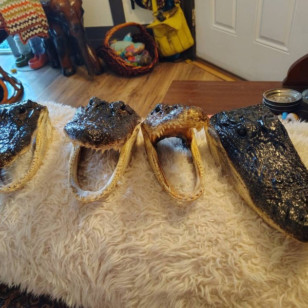 Five Alligator Heads From Genuine Louisiana Gator Taxidermy - Etsy