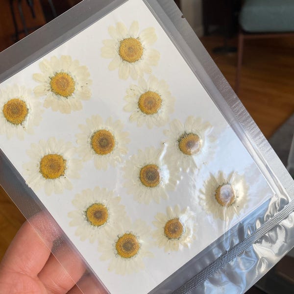 Pressed Dried 4 Leaf Clover for Floral Art Craft Resin Cast - Etsy
