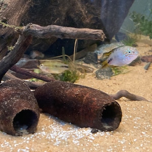 Windy Pods for Shrimp Fish Aquariums Craft Supplies - Etsy