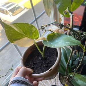 4 African Violet cabbage Patch - Etsy