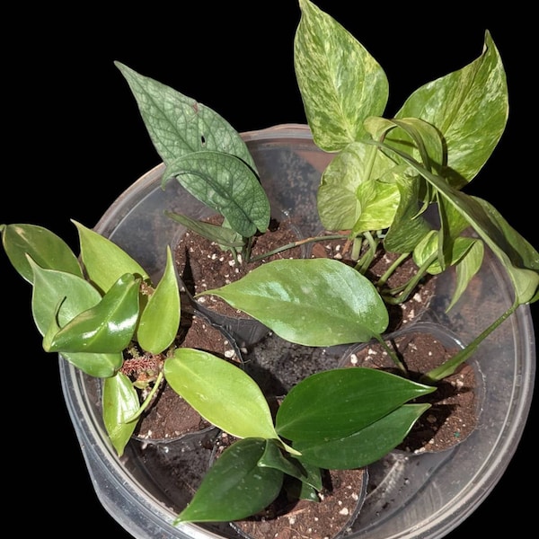 Philodendron Pink Princess Starter Plant 10 COUNT - Etsy