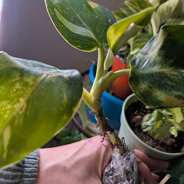 Alocasia Pink Princess Starter Plant (ALL STARTER PLANTS Require You to ...