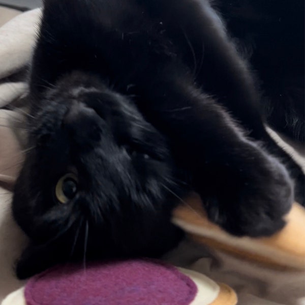 Cat Toy Peanut Butter and Jelly Sandwich | Handmade Cat Toy, Organic ...