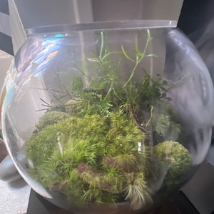 Live Frog Moss Mood Moss Pads Dicranum for Terrarium or Vivarium Quart ...